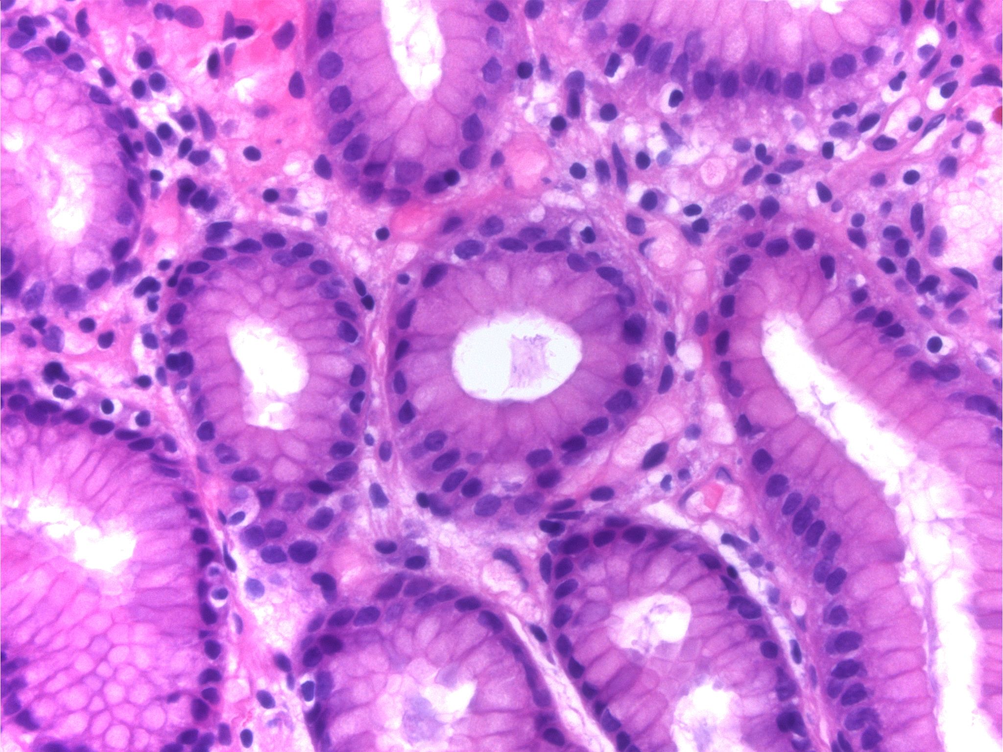 für Interessierte – MVZ für Pathologie des Universitätsklinikums Köln